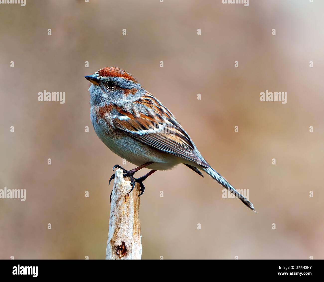 Chipping Sparrow close-up side view perched on a twig with light brown ...