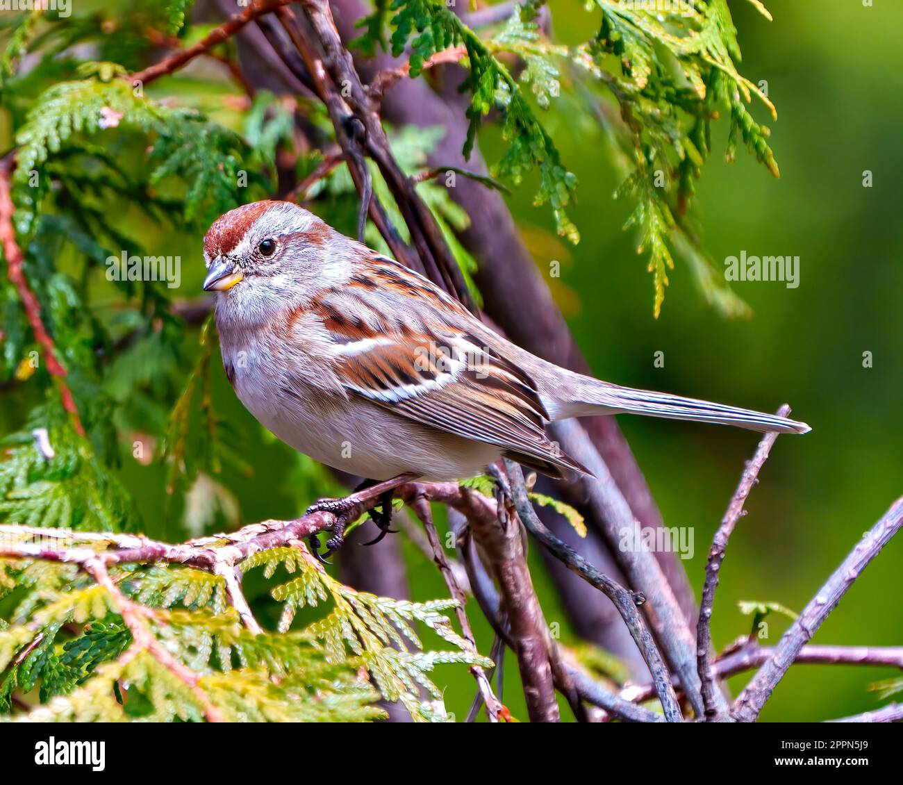 Chipping Sparrow close-up side view perched on a cedar branch tree with ...