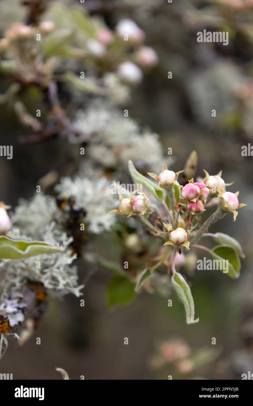 Buds of the pear tree hi-res stock photography and images - Alamy