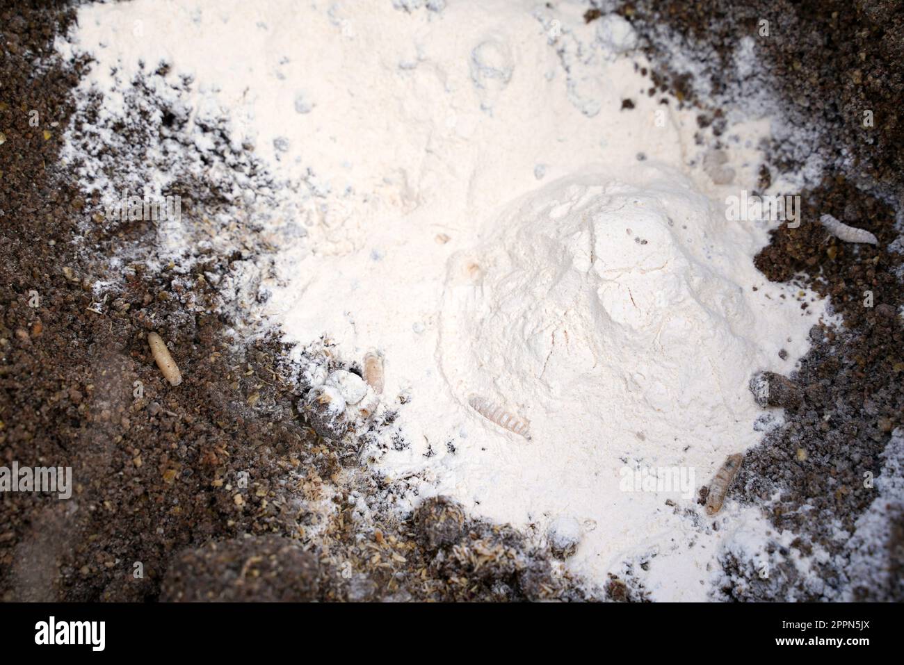 Maggots and fish food when fishing Stock Photo - Alamy