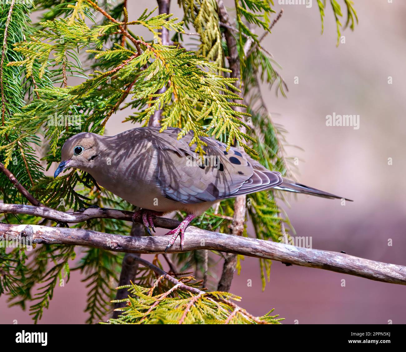 Mourning dove close-up profile view perched on a cedar tree branch with ...