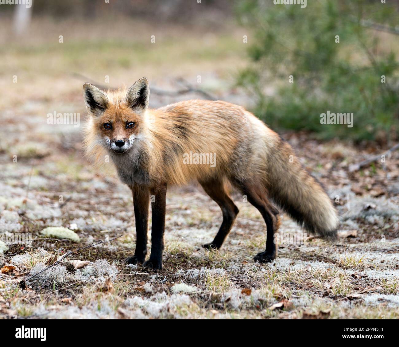Red Fox close-up profile view side view in the springtime with blur ...