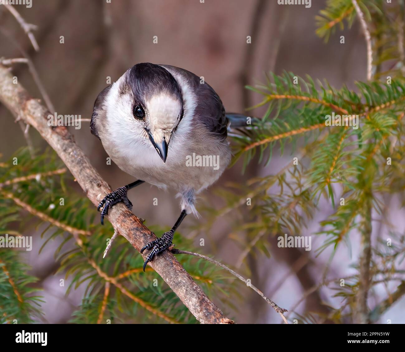 Gray Jay perched on a tree branch displaying grey and white plumage in ...