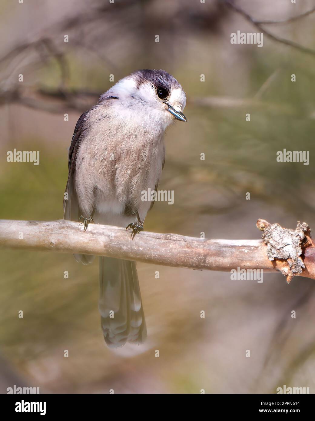 Gray Jay perched on a tree branch displaying grey and white plumage in ...
