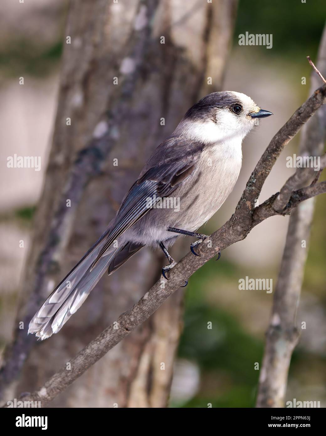 Grey Jay close-up profile view perched on tree branch with a blur ...
