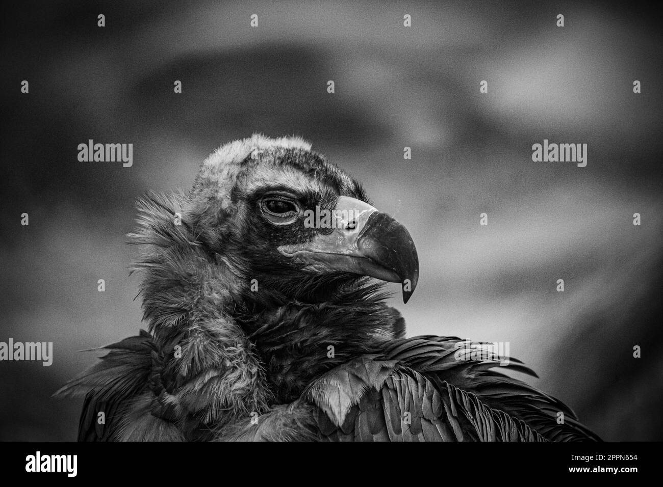 Scale wings Black and White Stock Photos & Images - Alamy