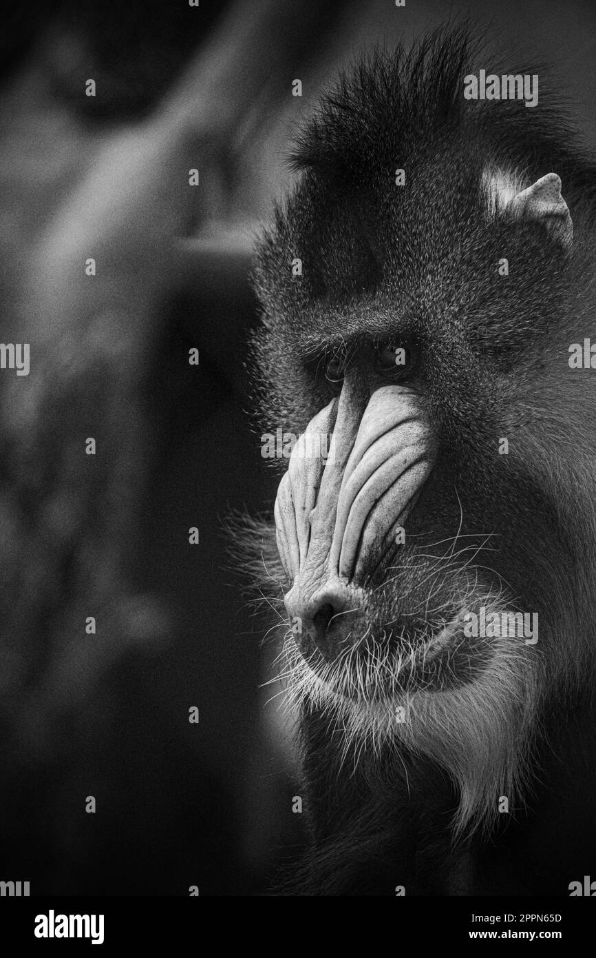 Expressive primate face Black and White Stock Photos & Images - Alamy