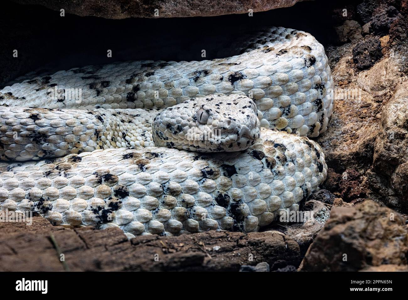 A close up of a Crotalus pyrrhus snake resting on a rock Stock Photo ...
