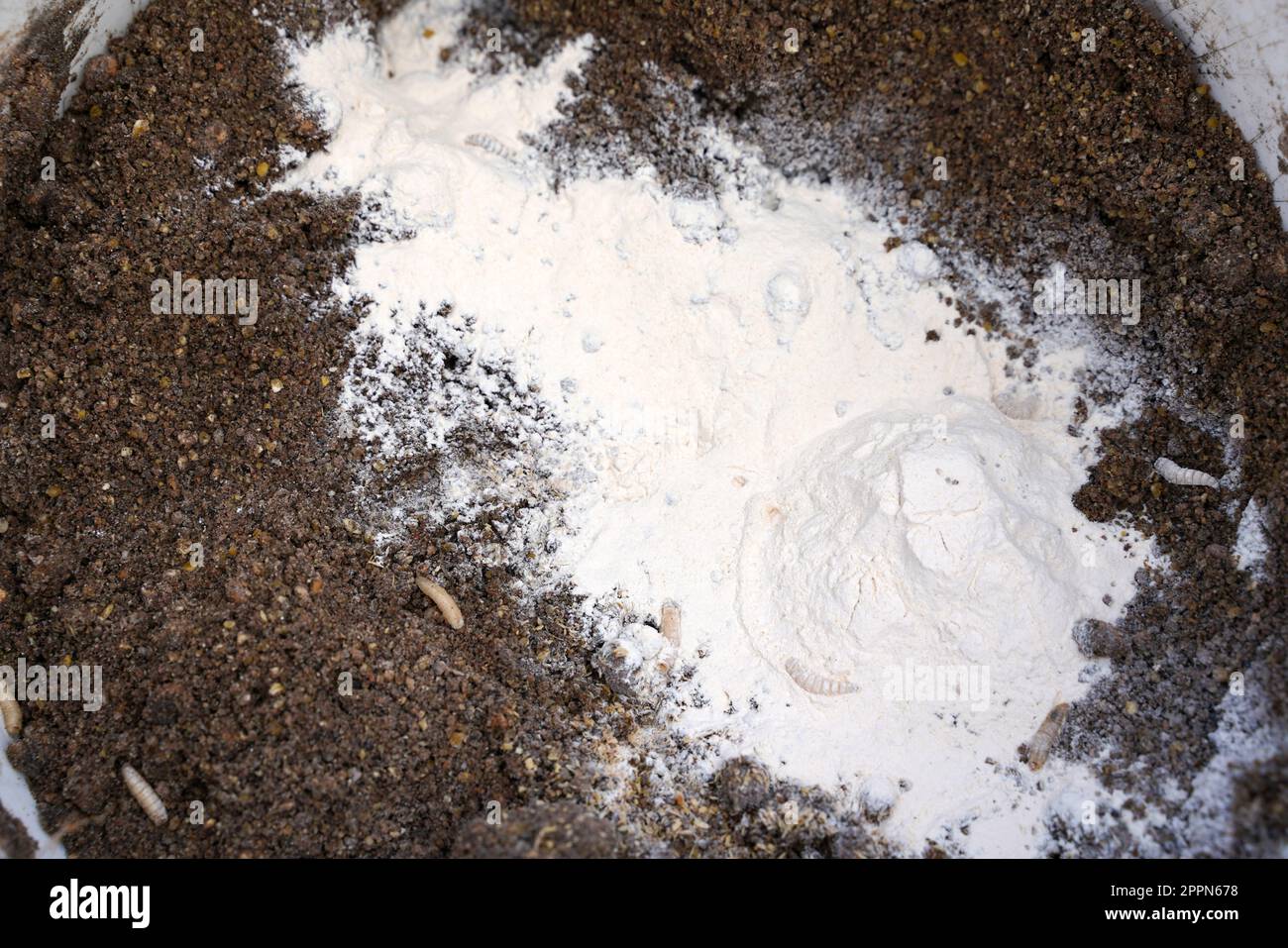 Maggots and fish food when fishing Stock Photo - Alamy