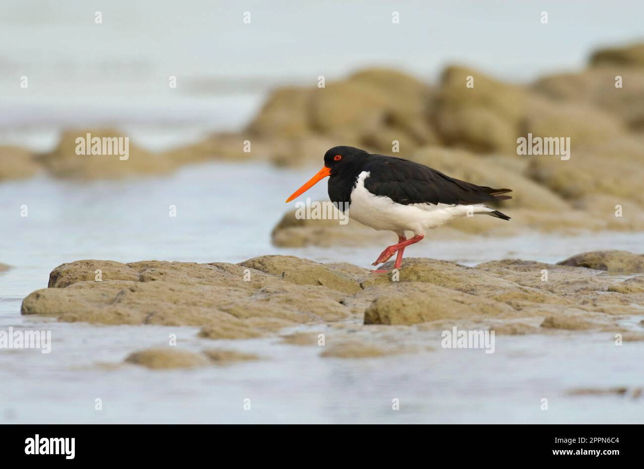 South island oystercatcher (Haematopus finschi), Animals, Birds, Waders ...