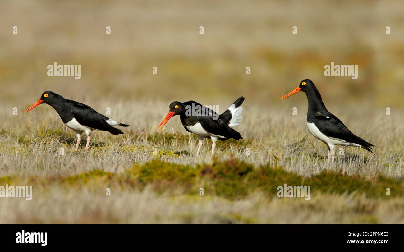 Magellanic Oystercatcher (Haematopus leucopodus), magellanic ...