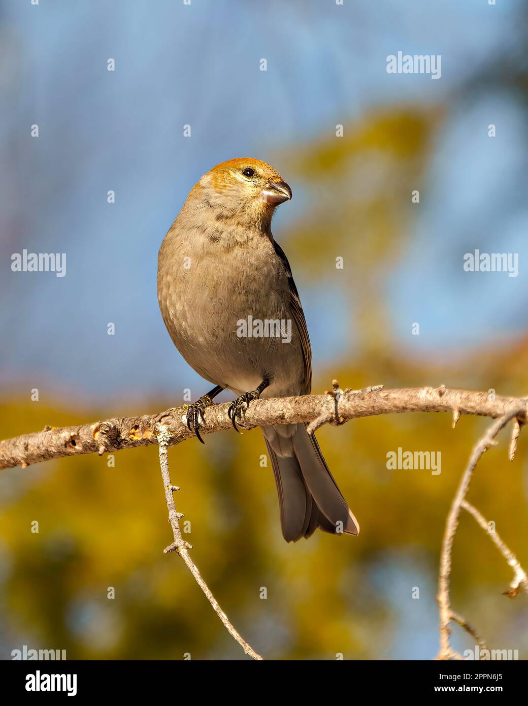 Pine Grosbeak female perched on a branch with a blur forest background ...