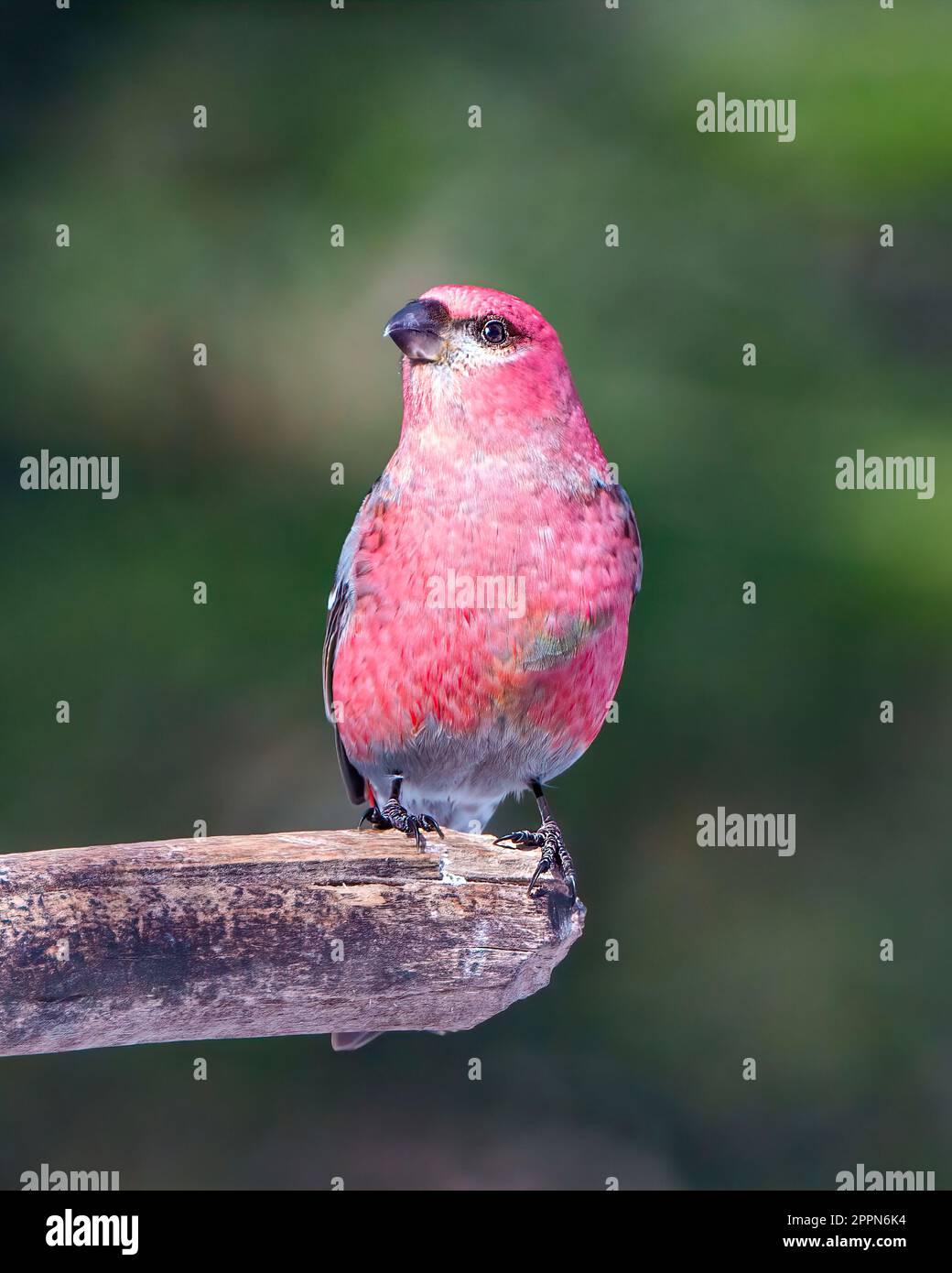 Pine grosbeak male bird calendar photo hi-res stock photography and ...