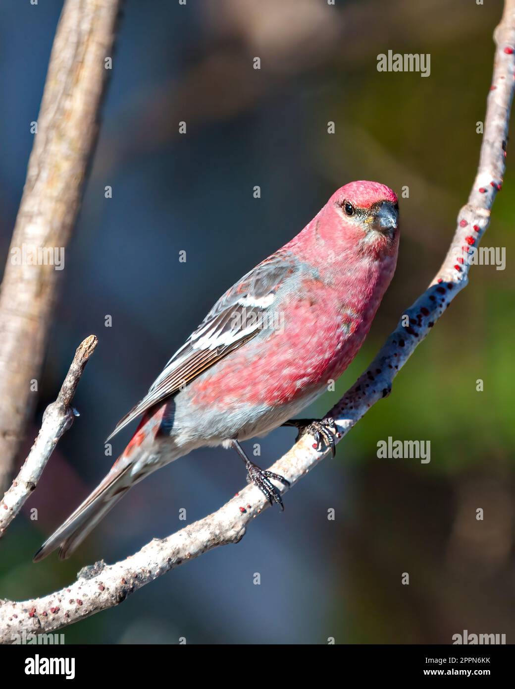Pine grosbeak male bird calendar photo hi-res stock photography and ...
