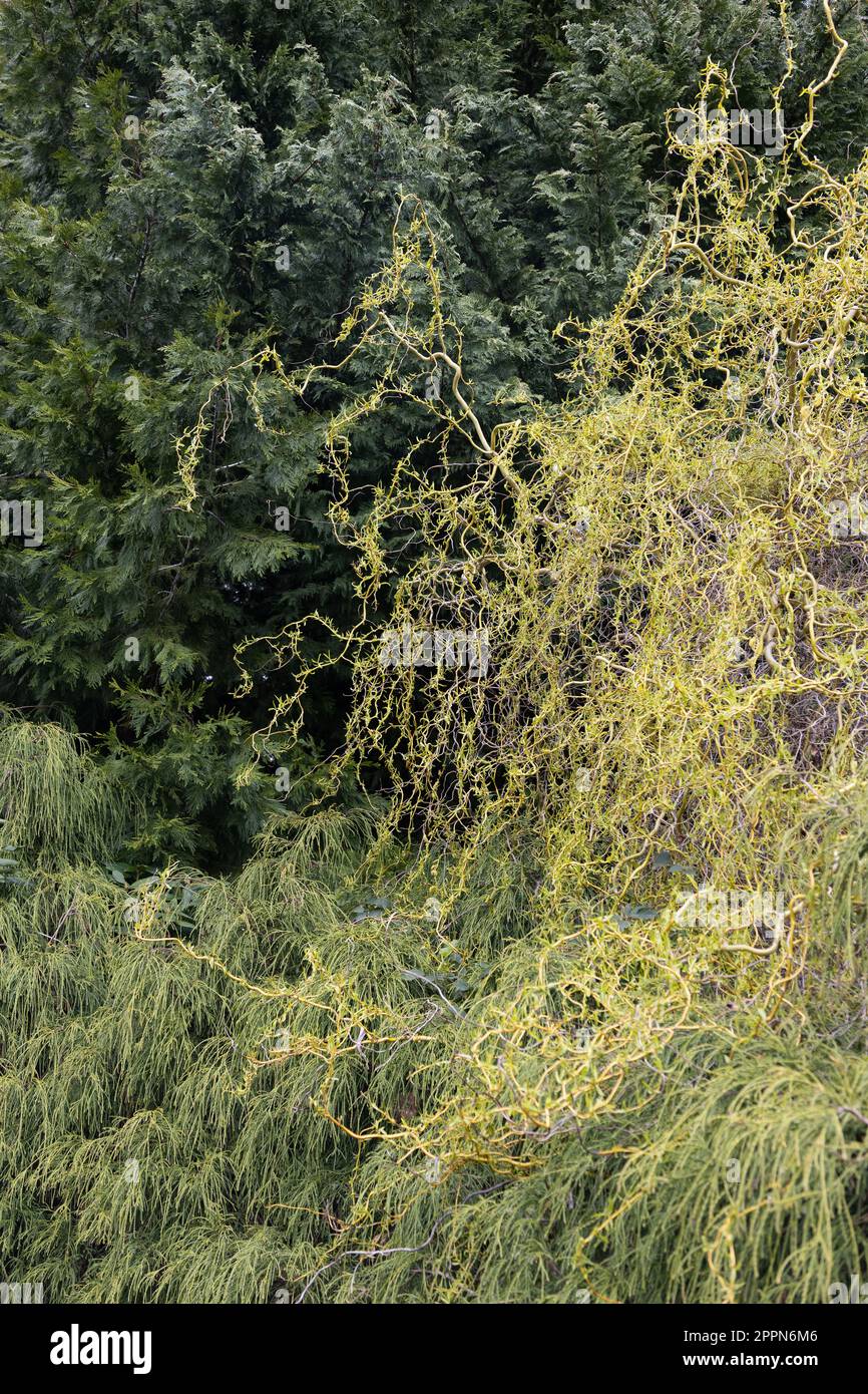 Curly willow hi-res stock photography and images - Alamy
