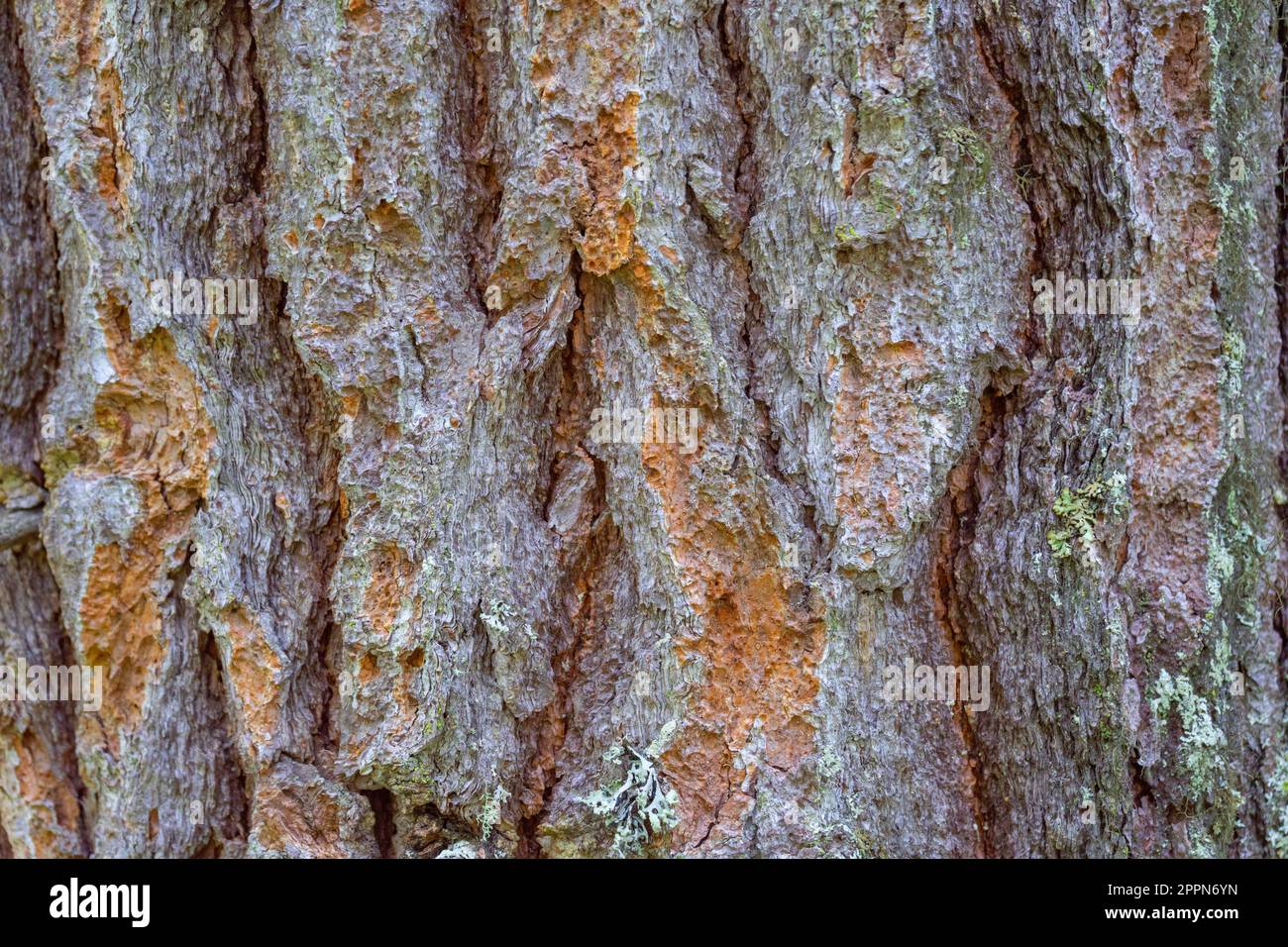 texture of old pine bark. Rough pine bark closeup Stock Photo - Alamy