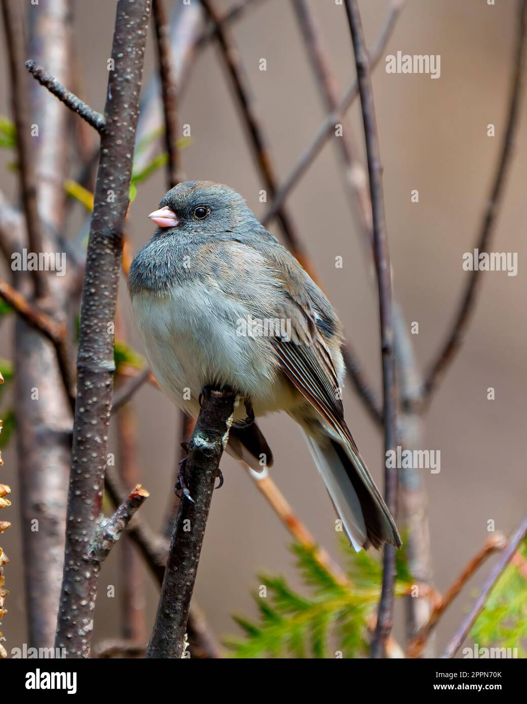 Dark-eyes Junco close-up view perched on a tree branch with a blur ...