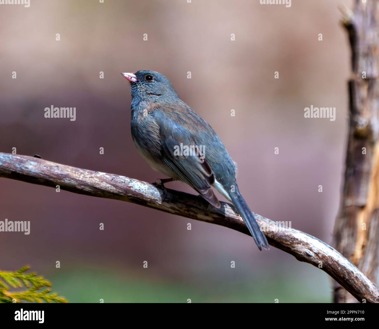 State Coloured Junco perched on a tree branch with a soft brown ...