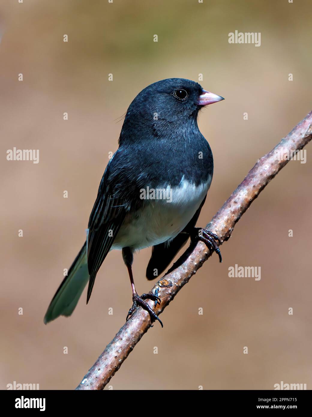 Junco close-up profile view perched with a soft brown background in its ...