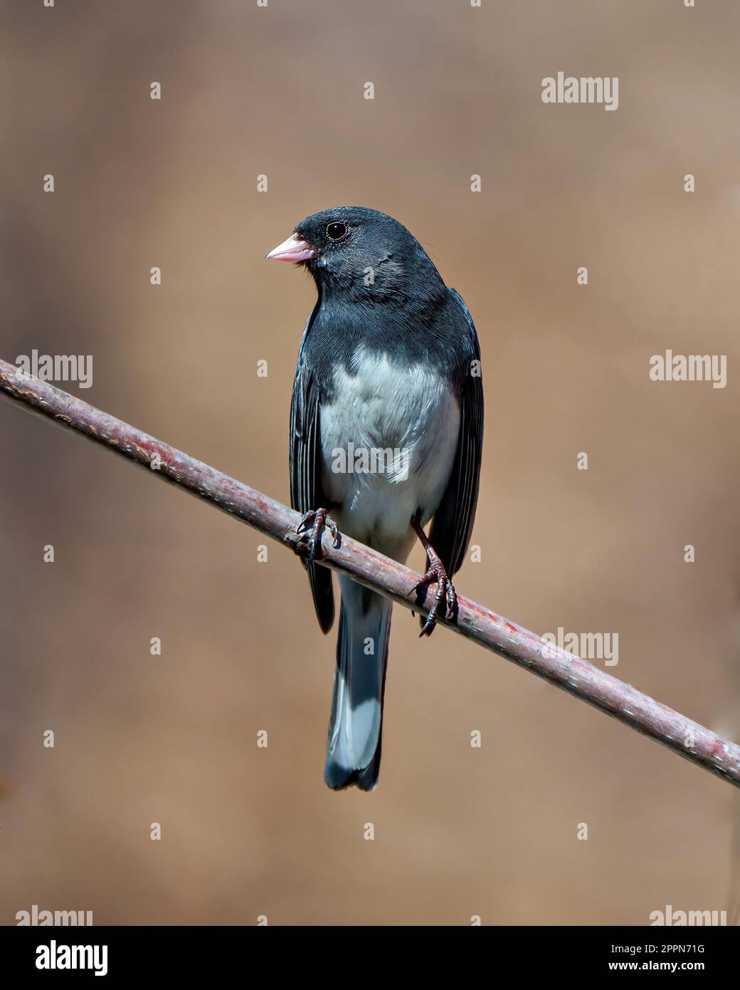 Junco close-up profile front view perched with a soft brown background ...
