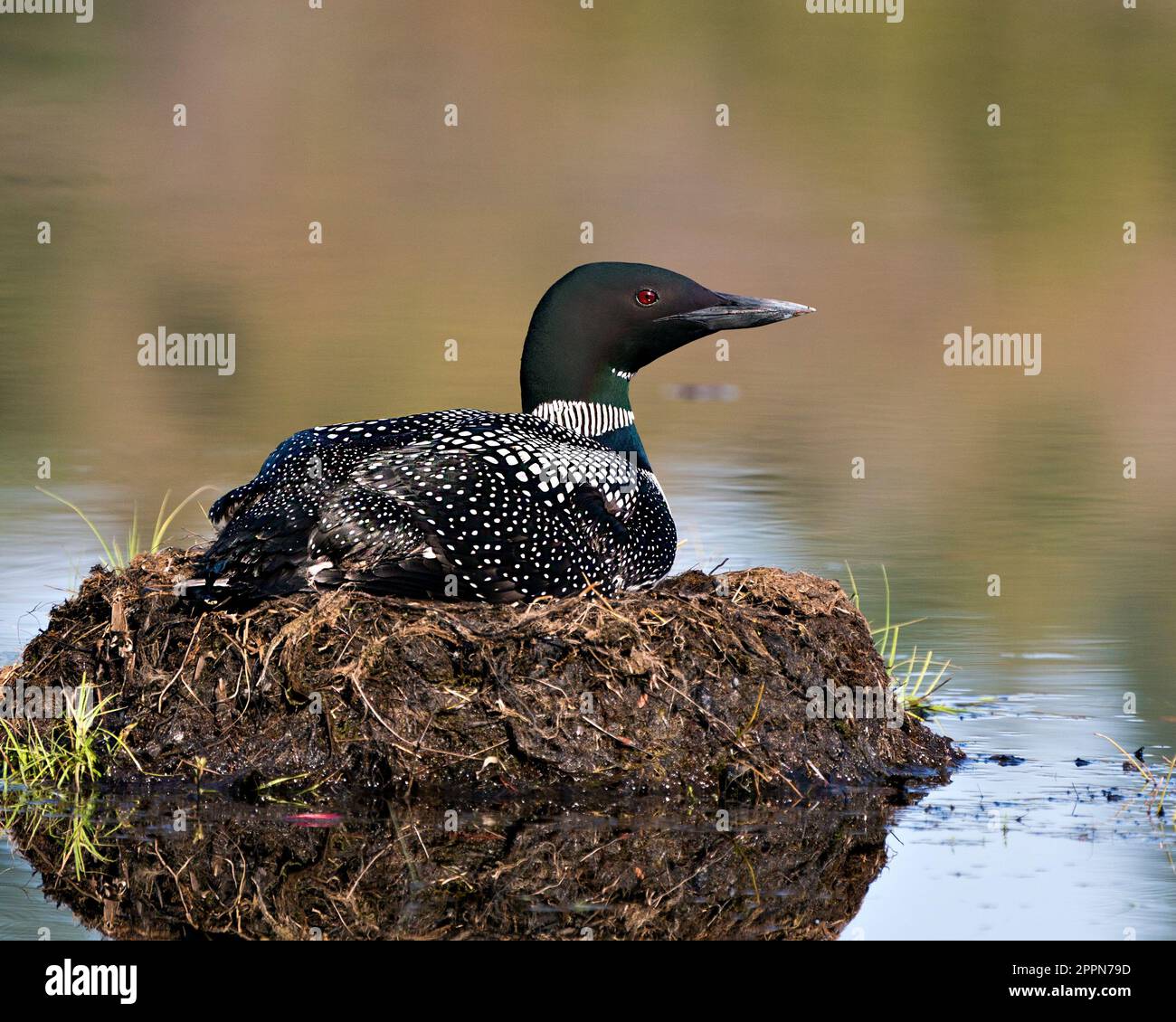 Loon nesting on its nest with marsh grasses, mud and water in its environment and habitat ...