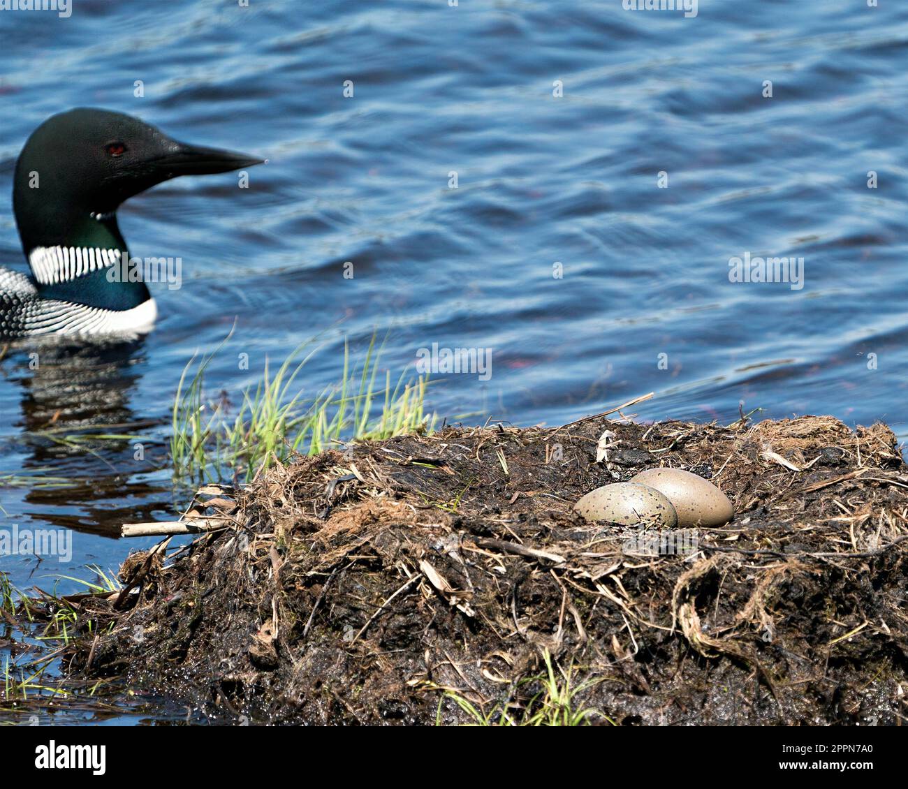 Loon swimming by her nest with two brown eggs in the nest with marsh grasses, mud in its ...