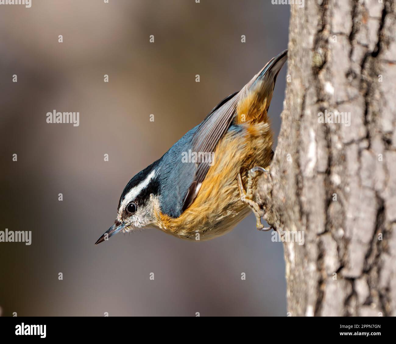 Red-breasted Nuthatch perched on a tree trunk looking down with a blur ...