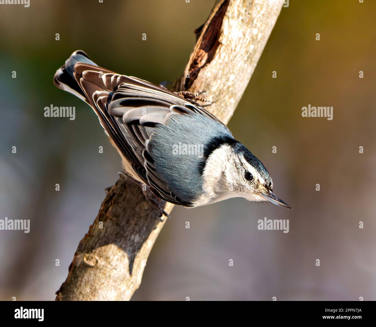White-breasted Nuthatch perched on a tree branch with a blur background ...