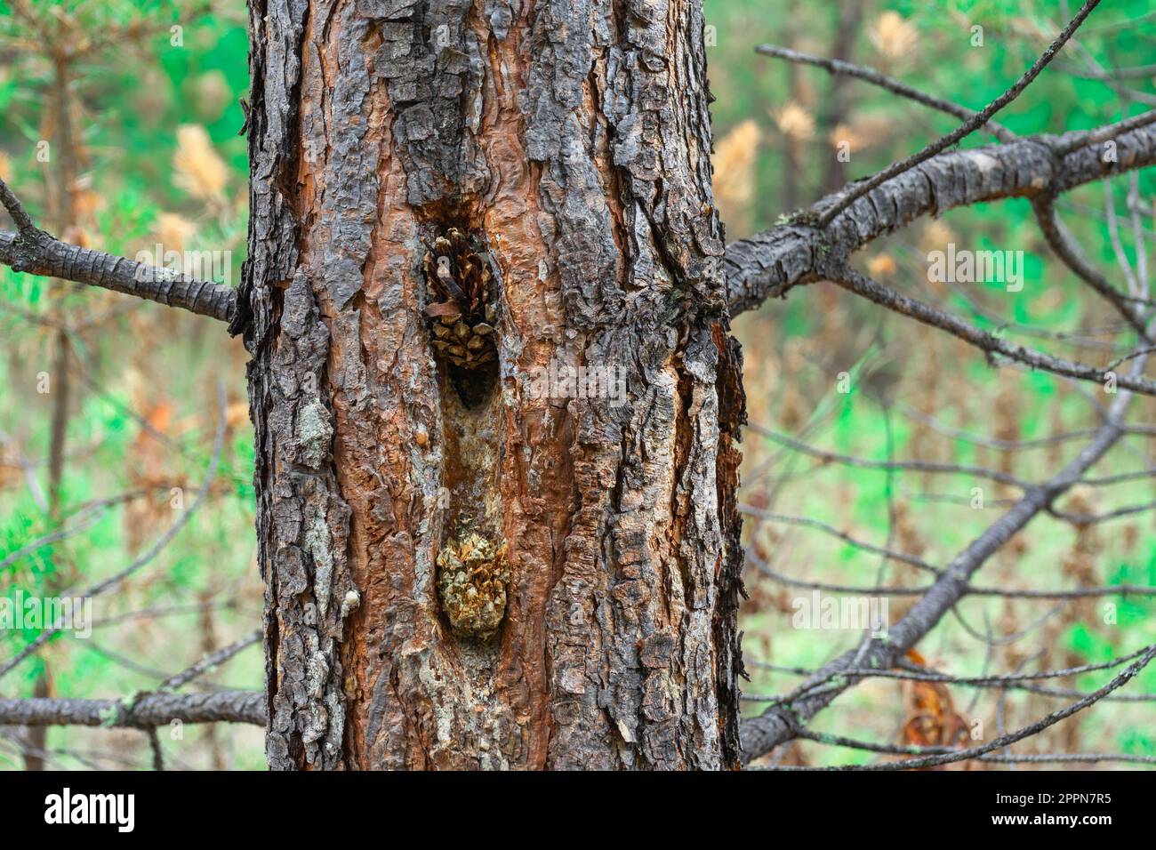 Woodpeckers extract seeds from connect using anvils, in which they put ...