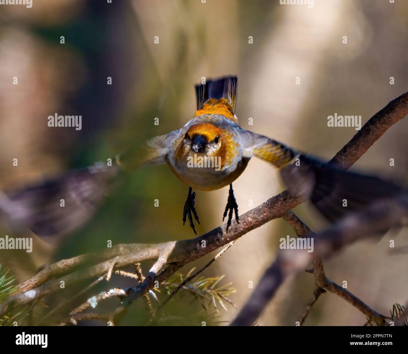 Pine Grosbeak female flying and displaying rust colour feather plumage ...