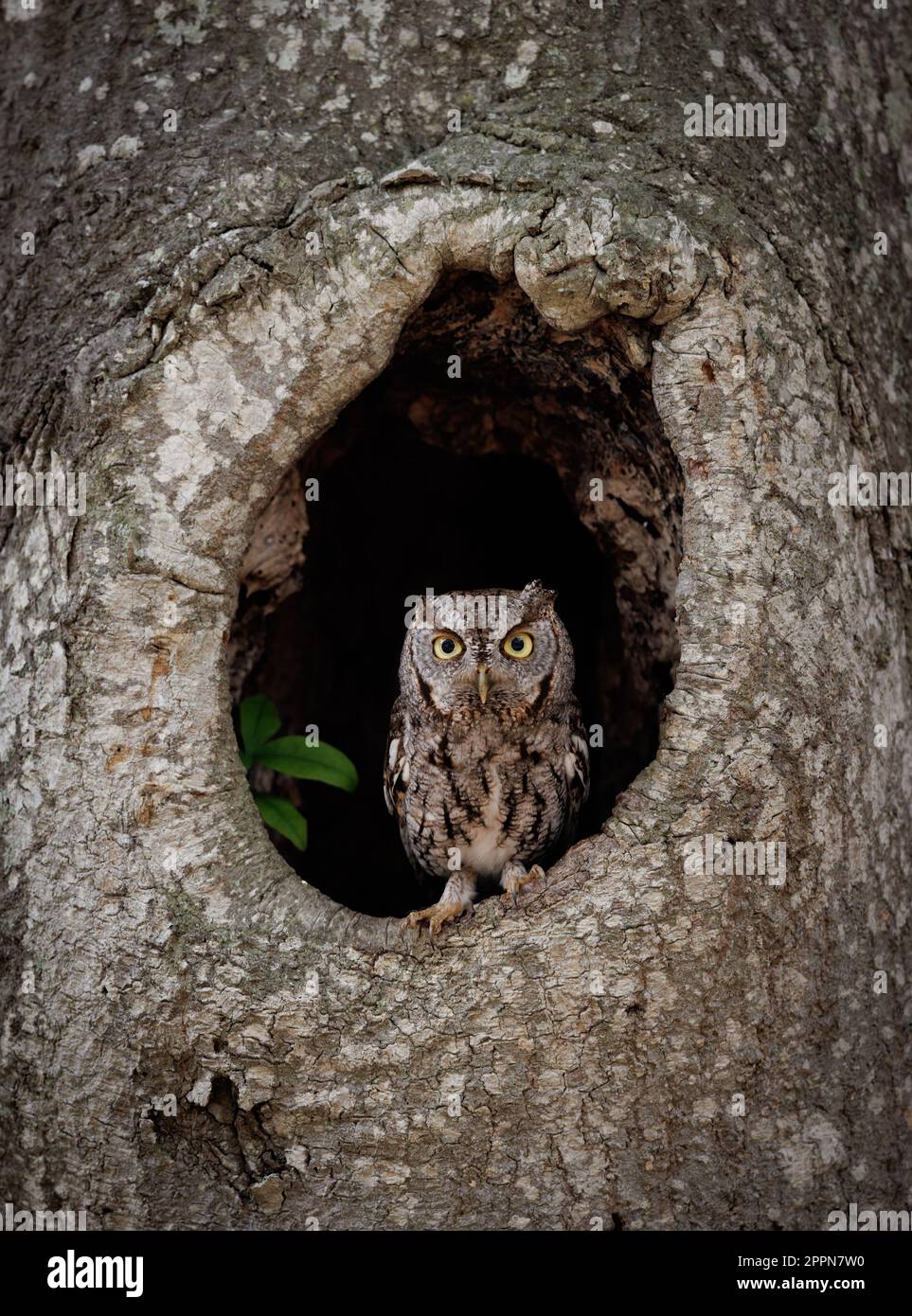 Eastern screech owl in Florida Stock Photo - Alamy