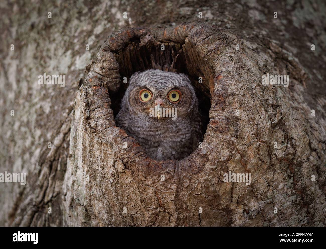 Eastern screech owl in Florida Stock Photo - Alamy