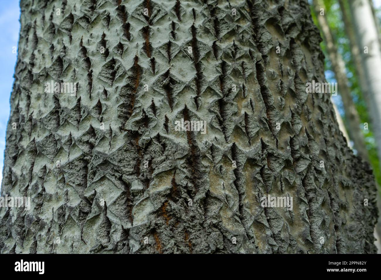 Aspen bark with deep diamond shaped cracks. Populus tremula Stock Photo ...