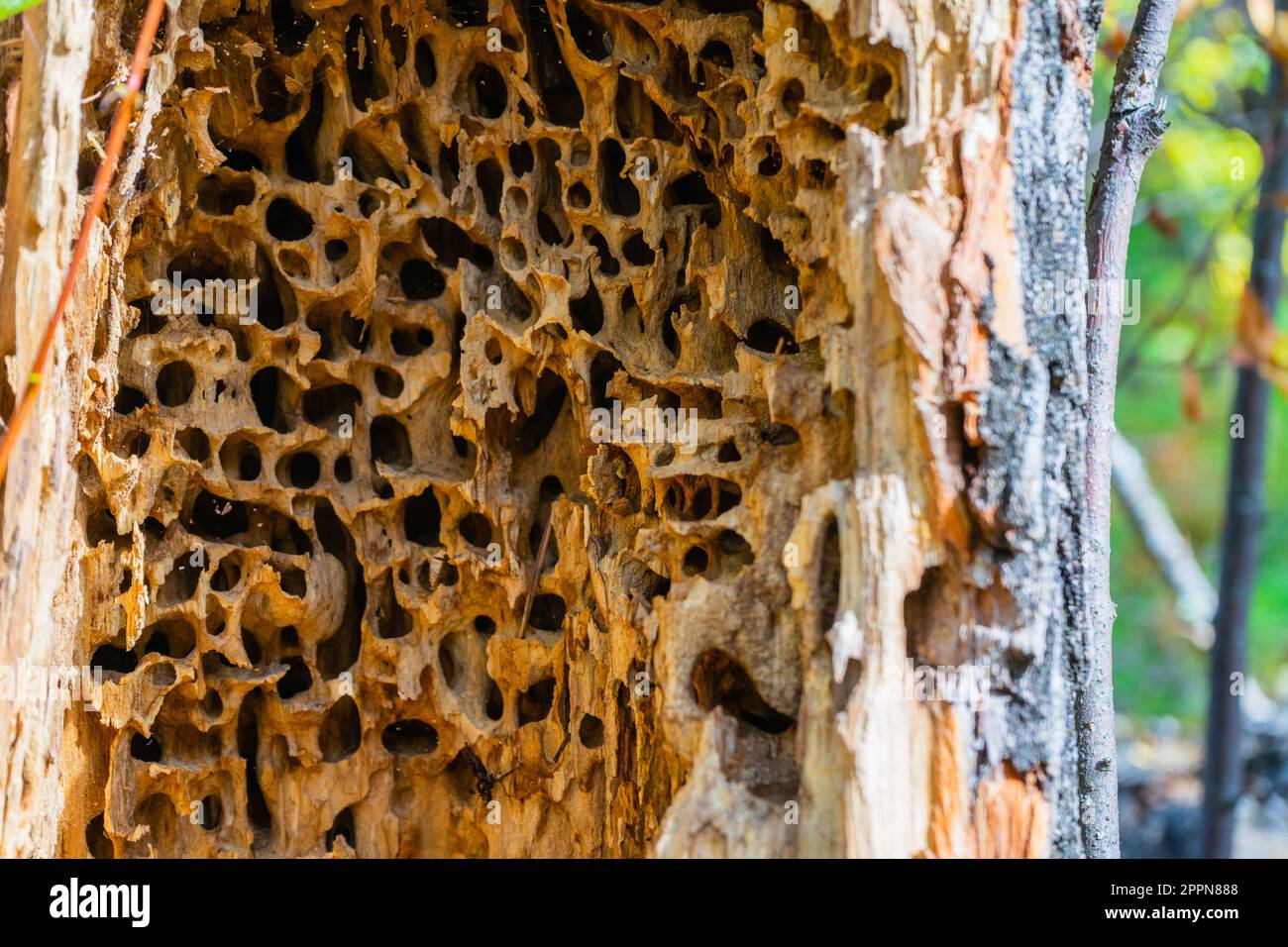 Traces of damage to the tree by the larva of the Cerambyx beetle. holes ...