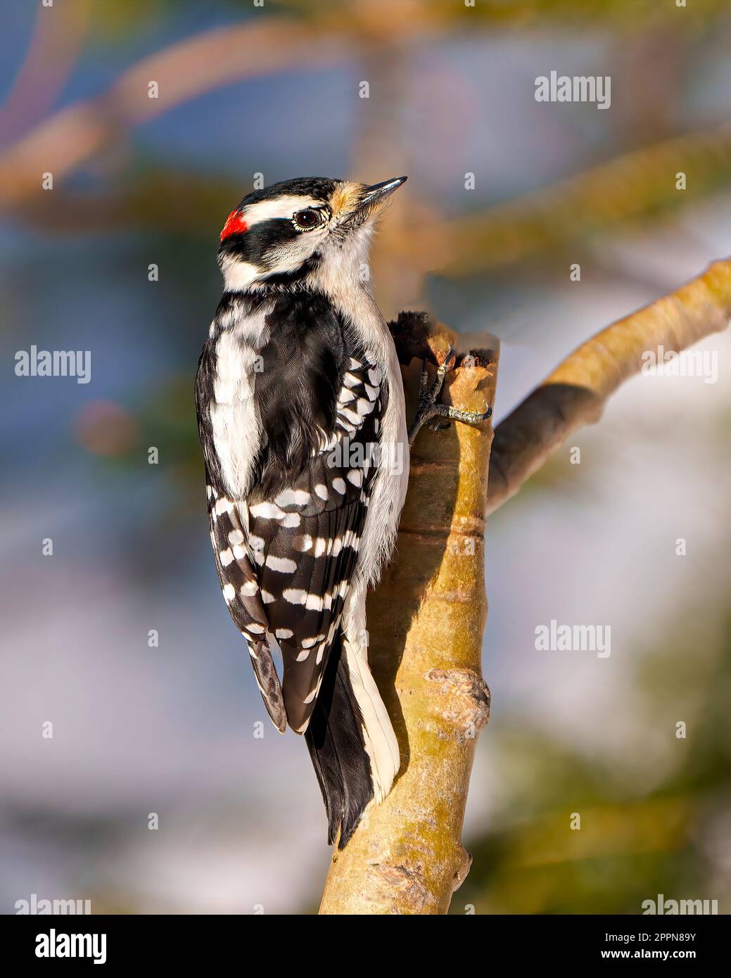 Woodpecker male side view climbing a tree branch with a blur background ...