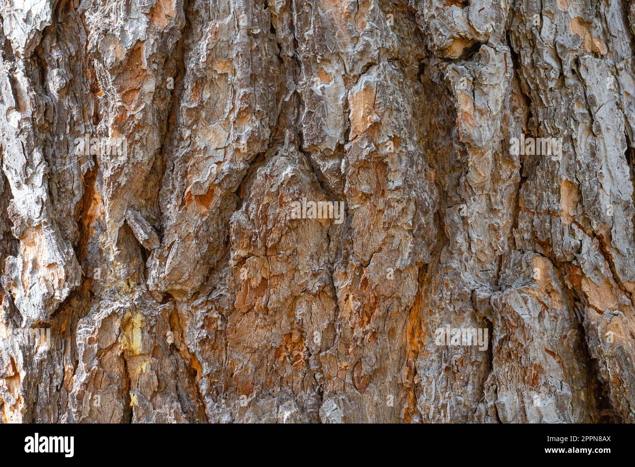 texture of old pine bark. Rough pine bark closeup Stock Photo - Alamy