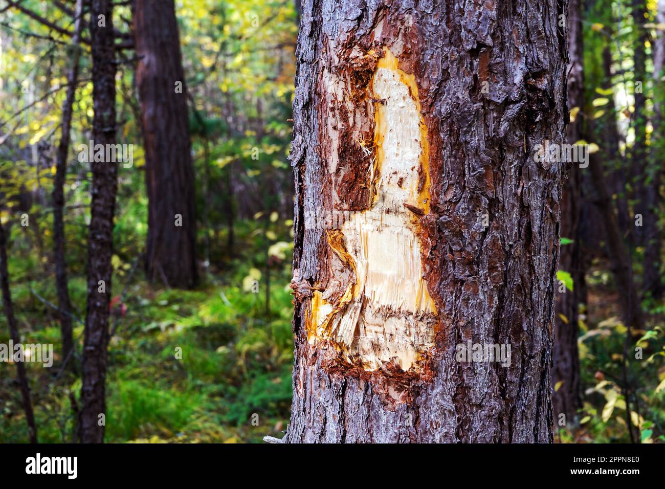 Damaged pine hi-res stock photography and images - Alamy