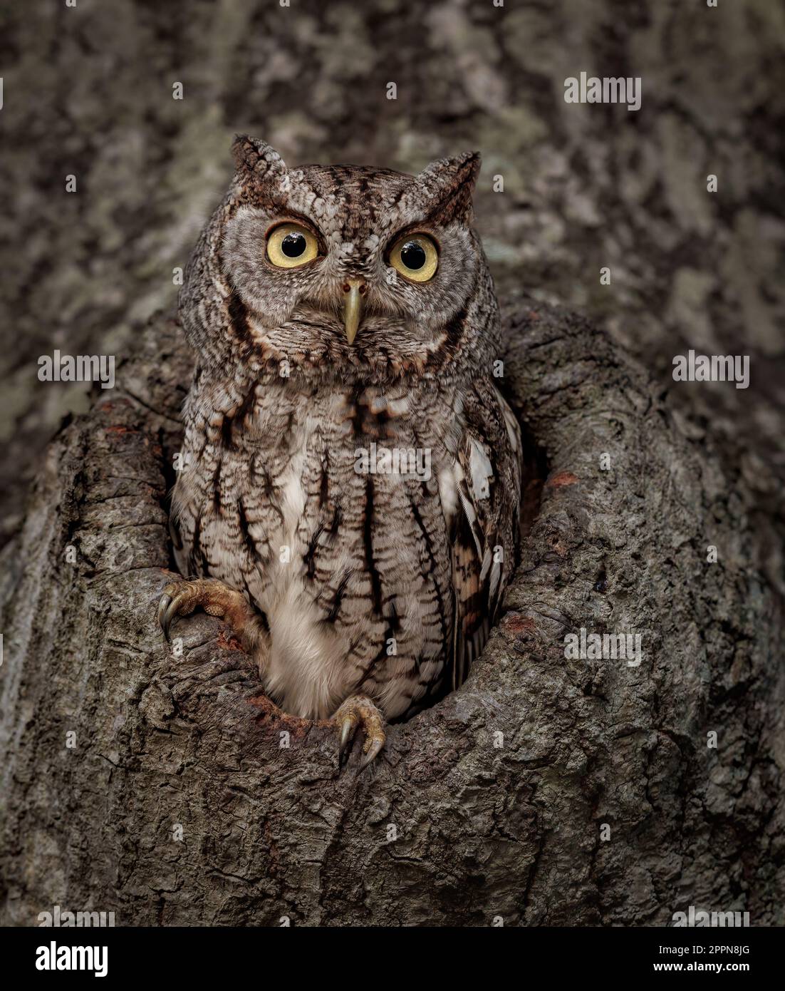 Eastern Screech Owl in Florida Stock Photo - Alamy