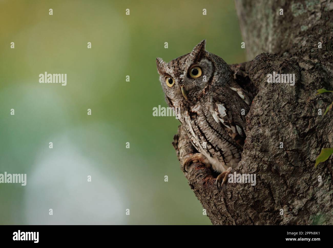 Eastern screech owl in a nest in Florida Stock Photo - Alamy