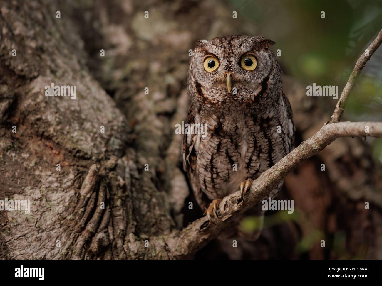 Eastern screech owl in a nest in Florida Stock Photo - Alamy