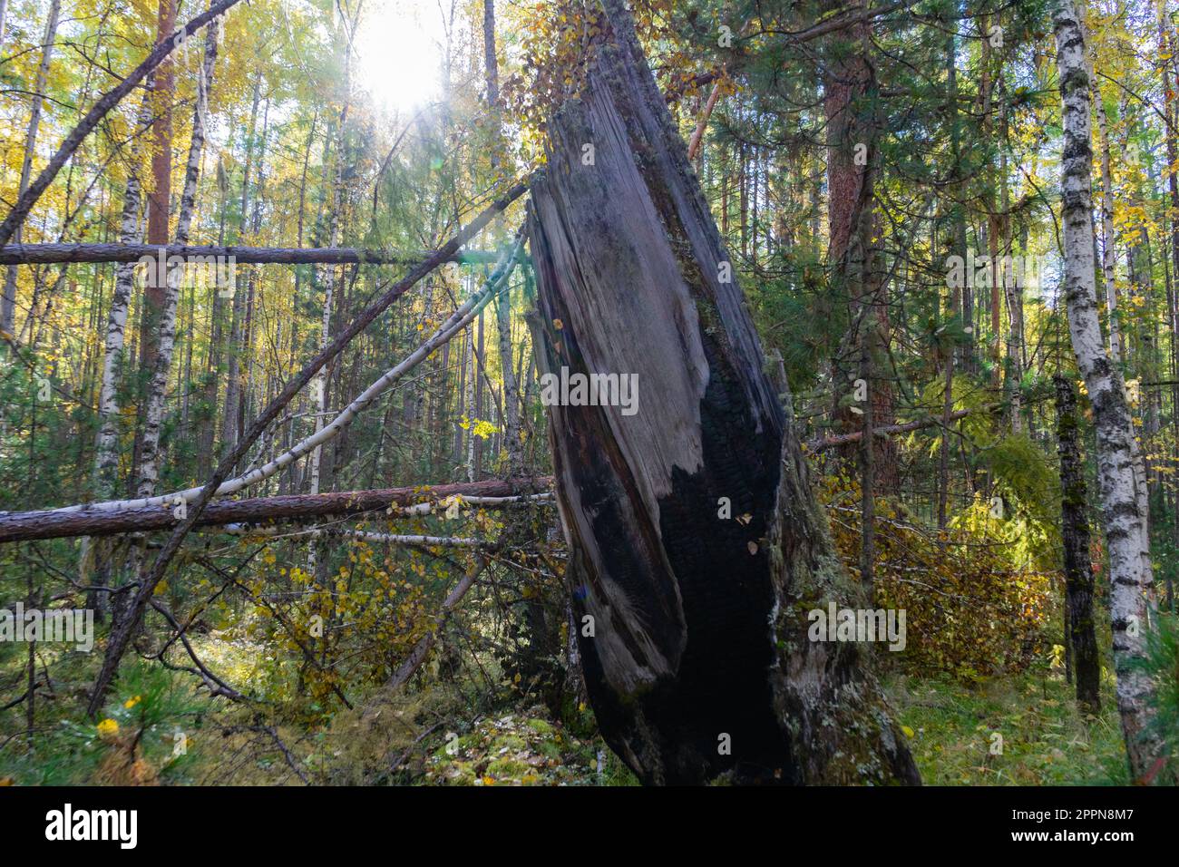 burnt tree trunk inside after being hit by lightning Stock Photo - Alamy