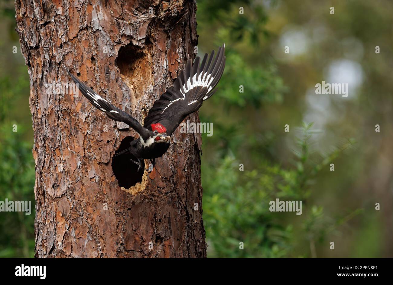A pileated woodpecker nest Stock Photo - Alamy
