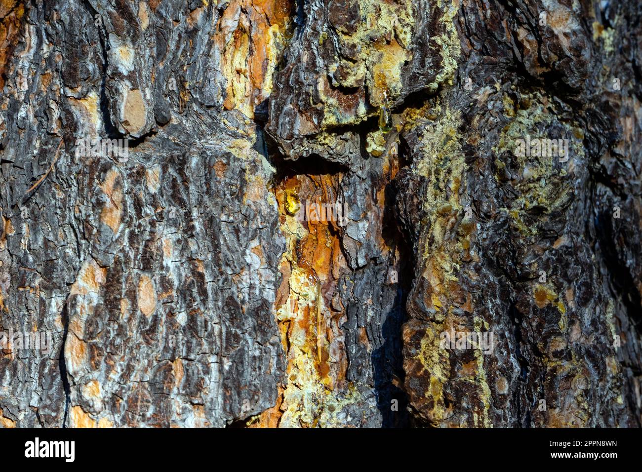 Rough pine bark hi-res stock photography and images - Alamy