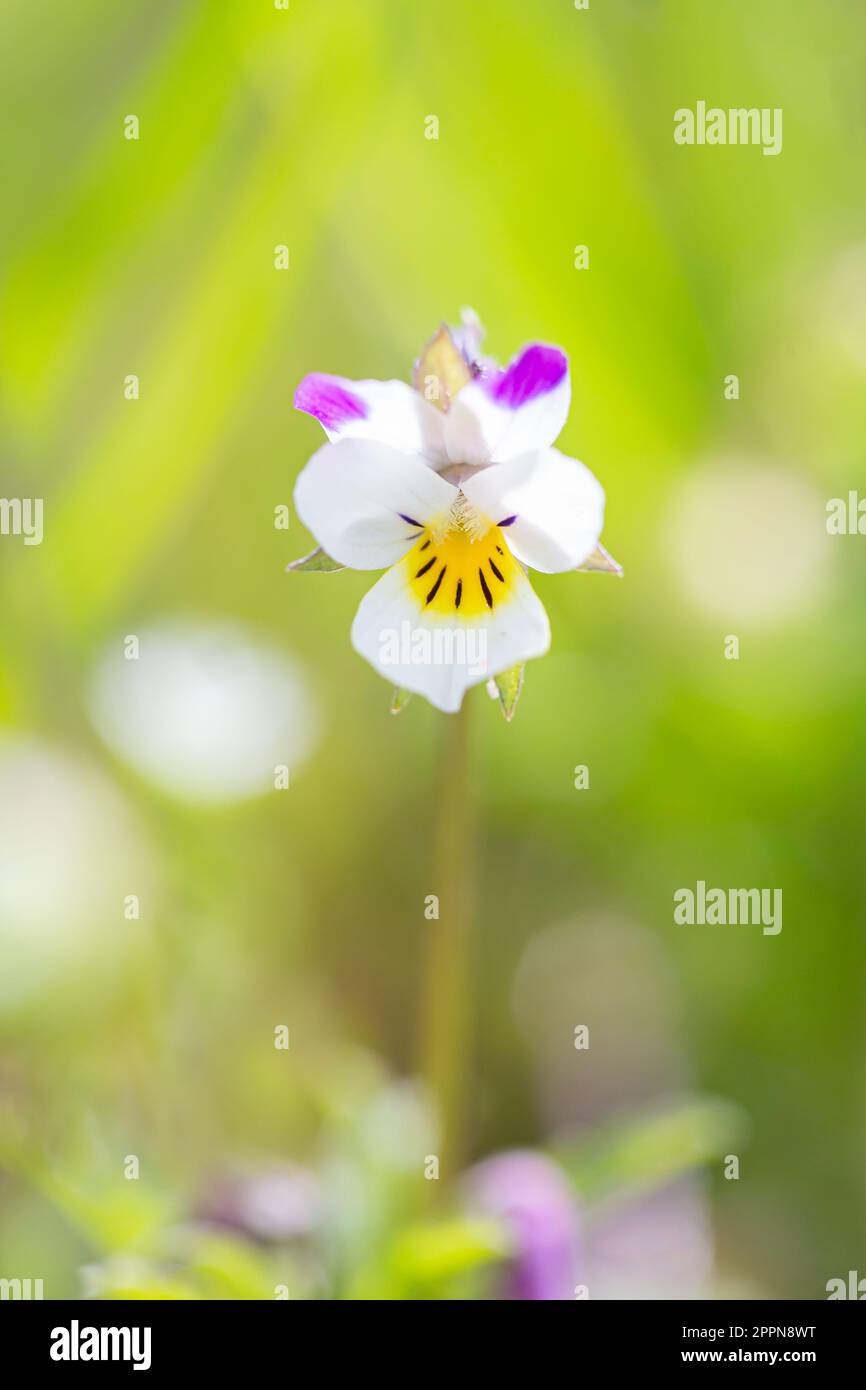 Single pansy with leaf hi-res stock photography and images - Alamy
