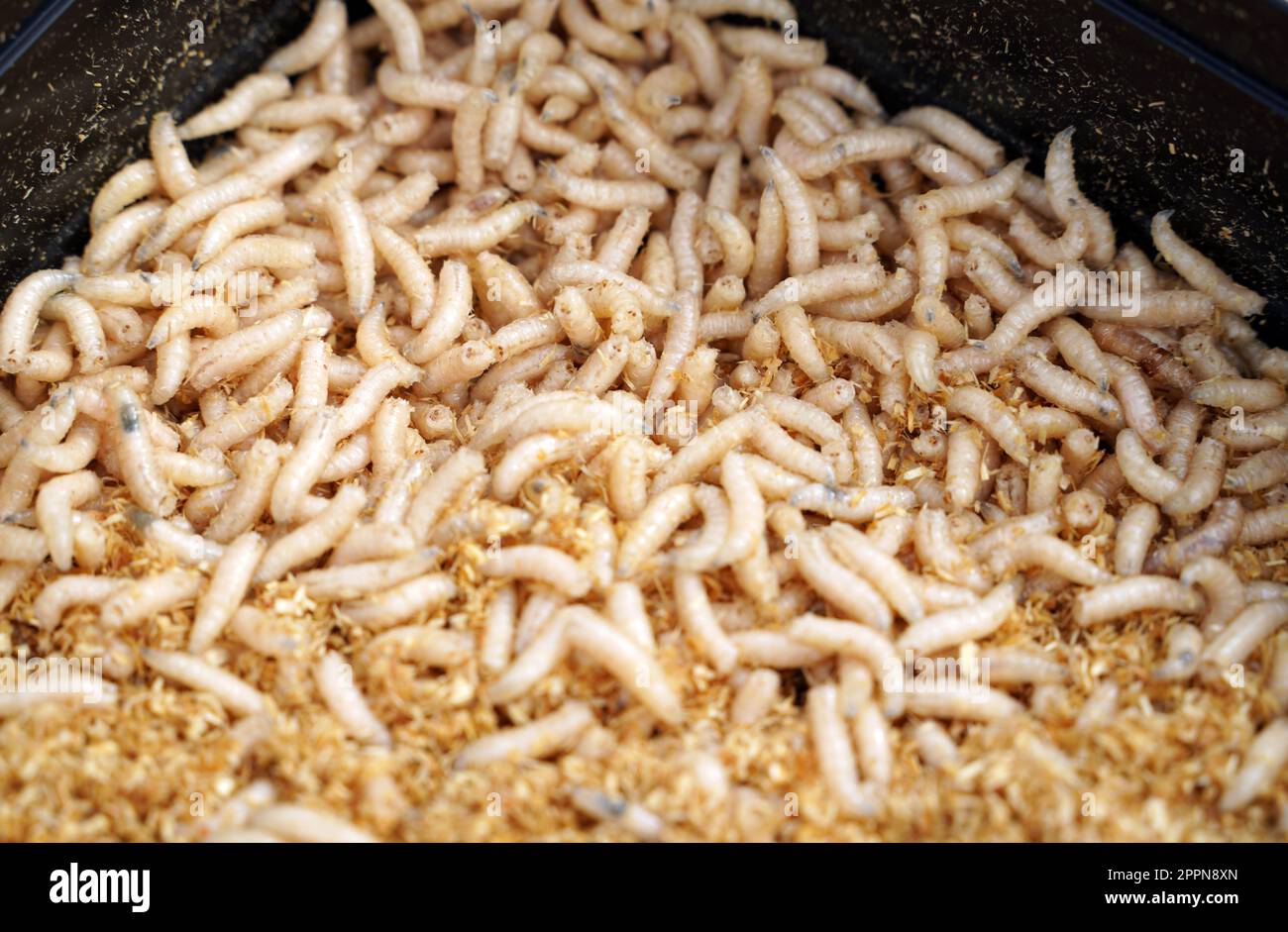 Maggots and fish food when fishing Stock Photo - Alamy