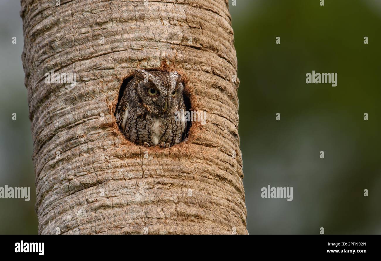 Eastern screech owl in a nest in Florida Stock Photo - Alamy
