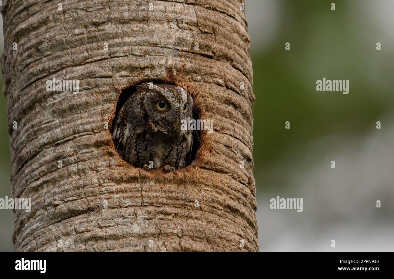 Eastern screech owl in a nest in Florida Stock Photo - Alamy
