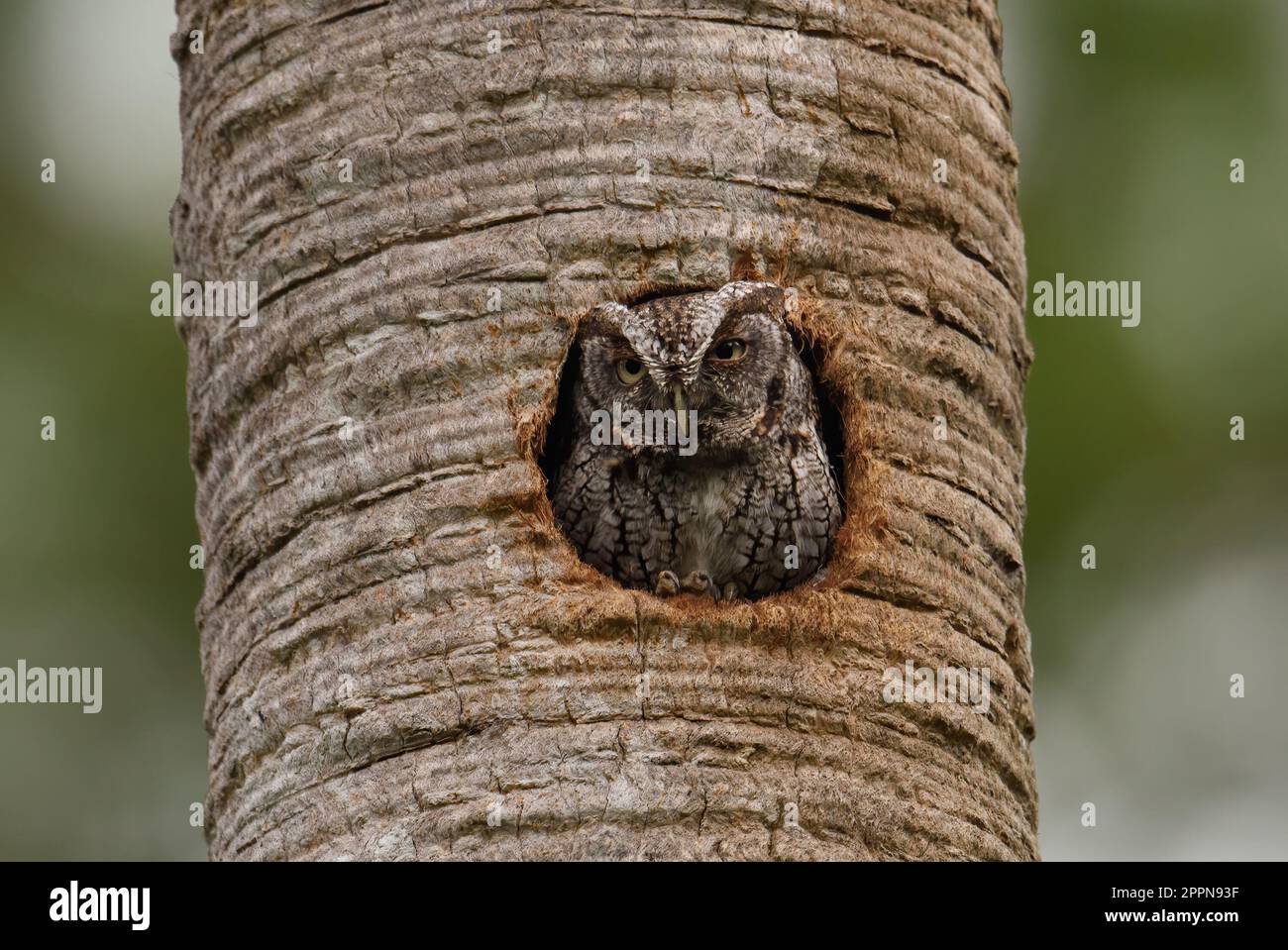 Eastern screech owl in a nest in Florida Stock Photo - Alamy