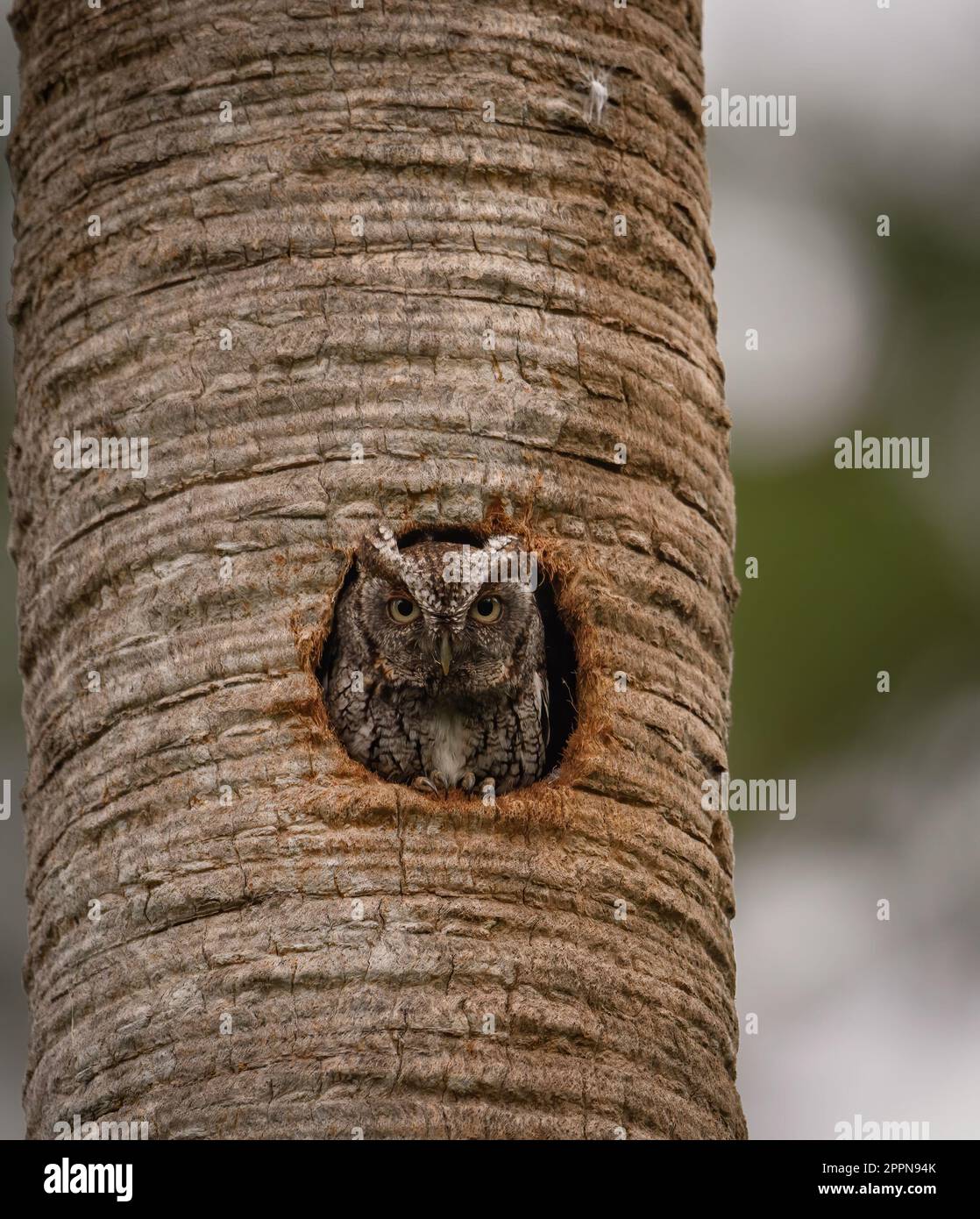 Eastern screech owl in a nest in Florida Stock Photo - Alamy