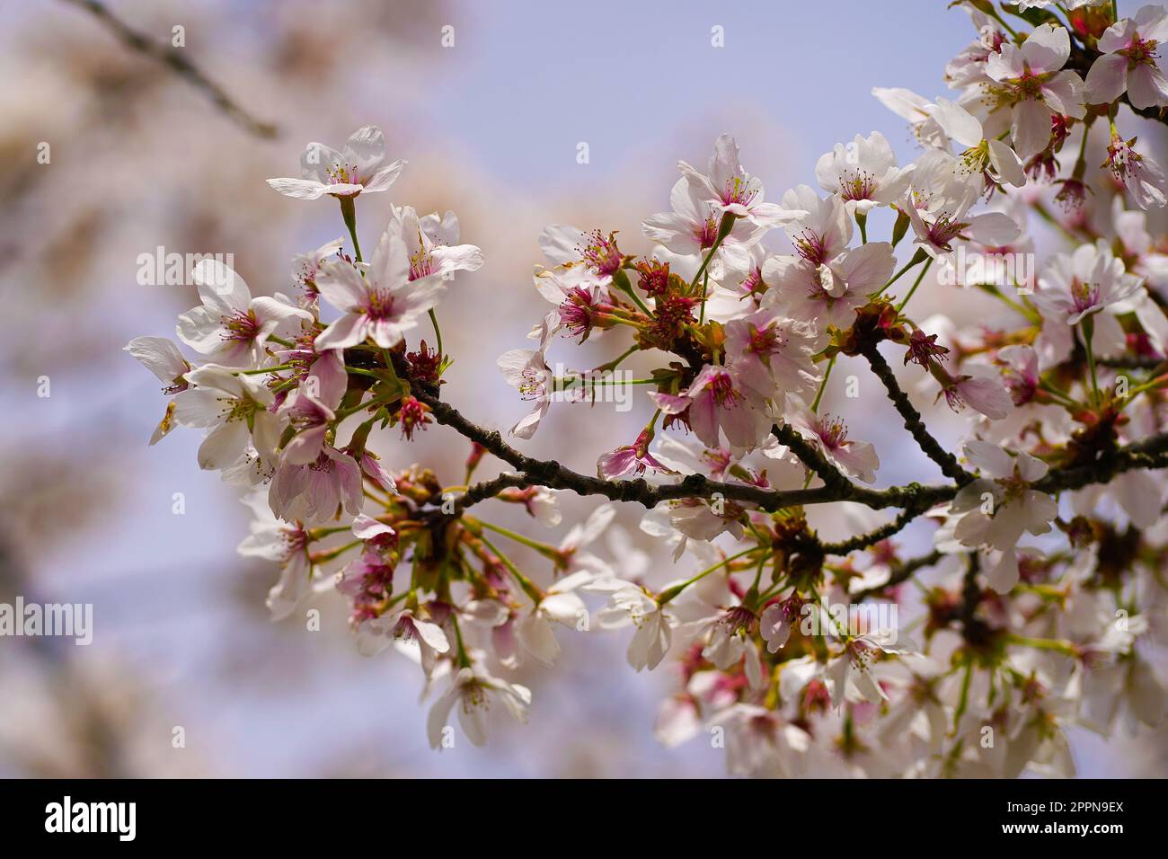 Cherry blossoms after winter and sunnt days Stock Photo - Alamy